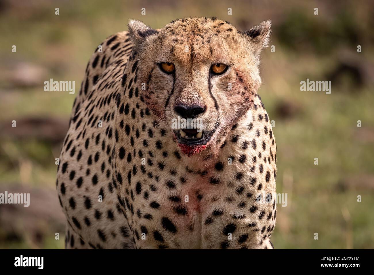 A cheetah in the Maasai Mara, Africa Stock Photo - Alamy