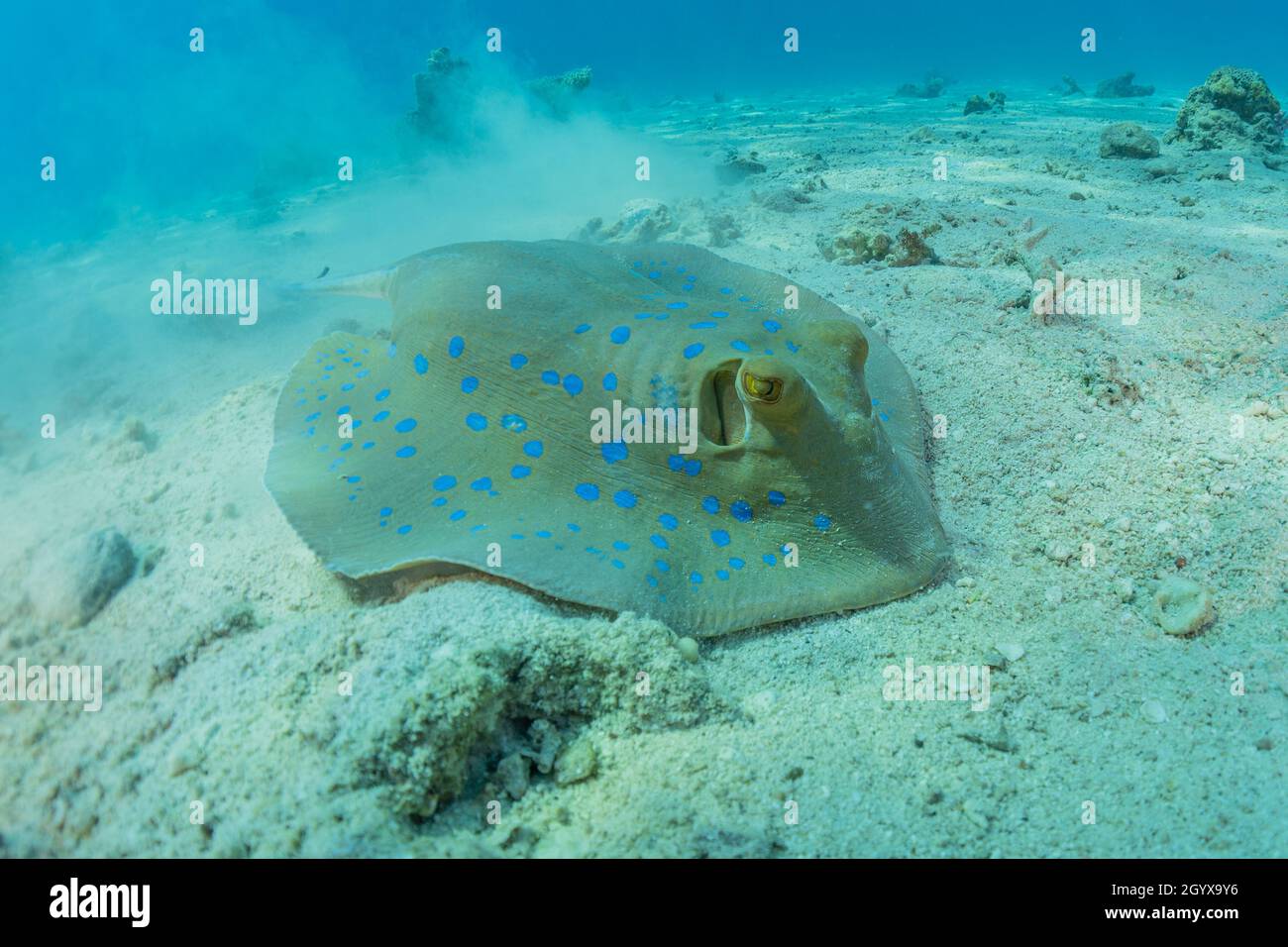 Blue-spotted stingray On the seabed in the Red Sea Stock Photo - Alamy