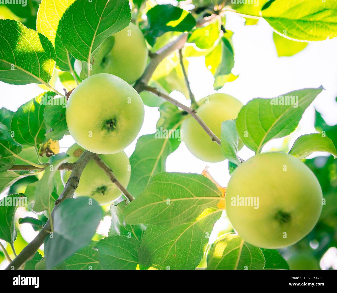 An apples on the branch of apple tree Stock Photo - Alamy