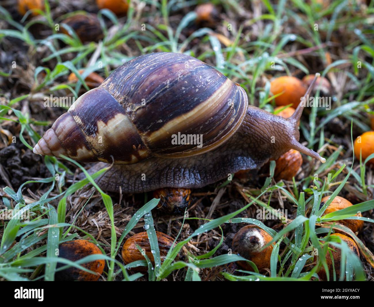 A closeup shot of a snail eating ripe date on the ground Stock Photo ...
