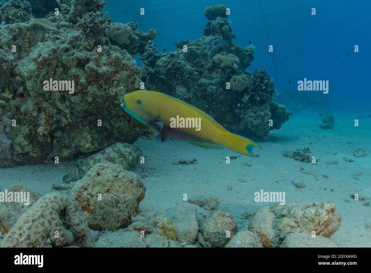 Fish swim in the Red Sea, colorful fish, Eilat Israel Stock Photo - Alamy