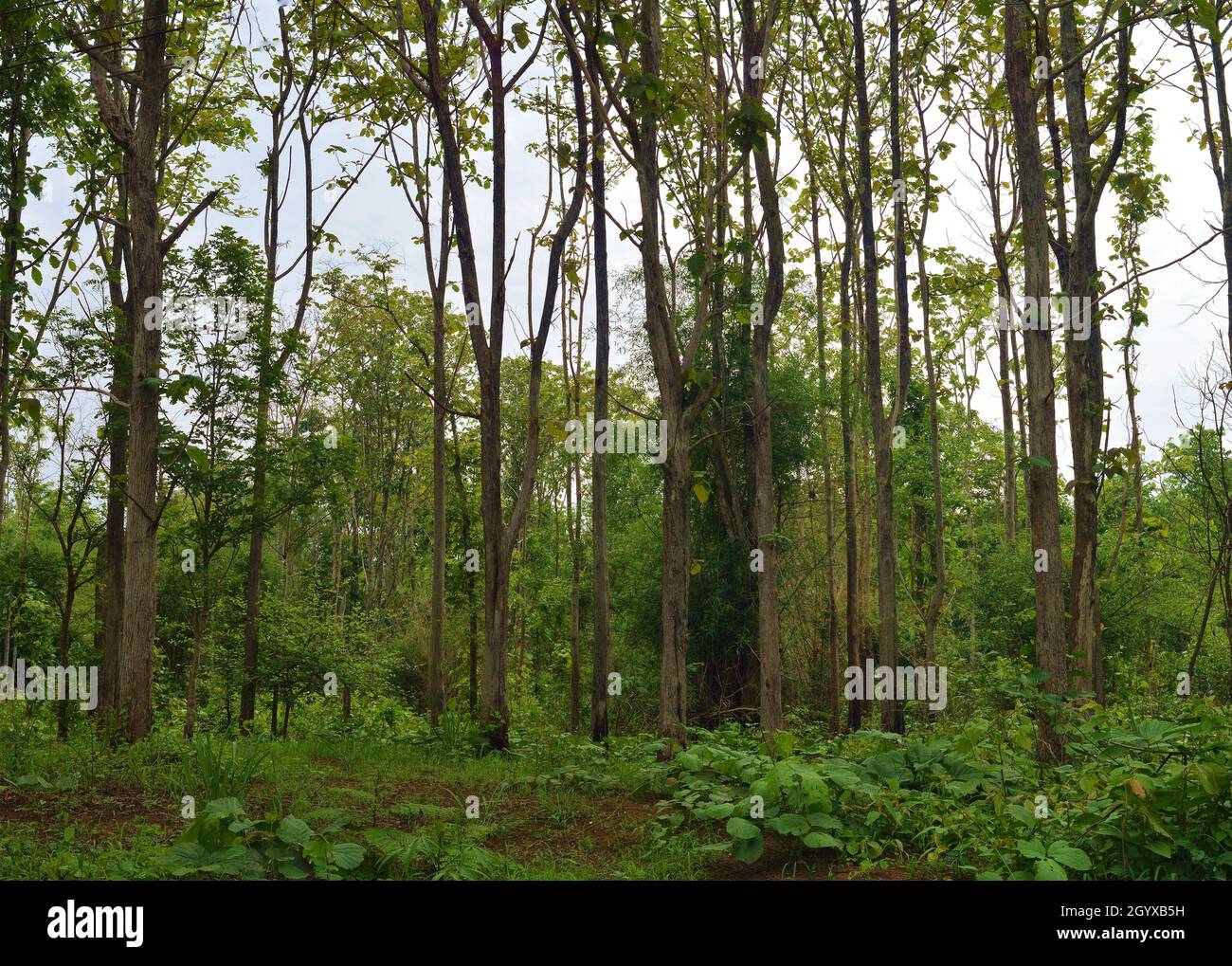 tree in the forest Stock Photo - Alamy