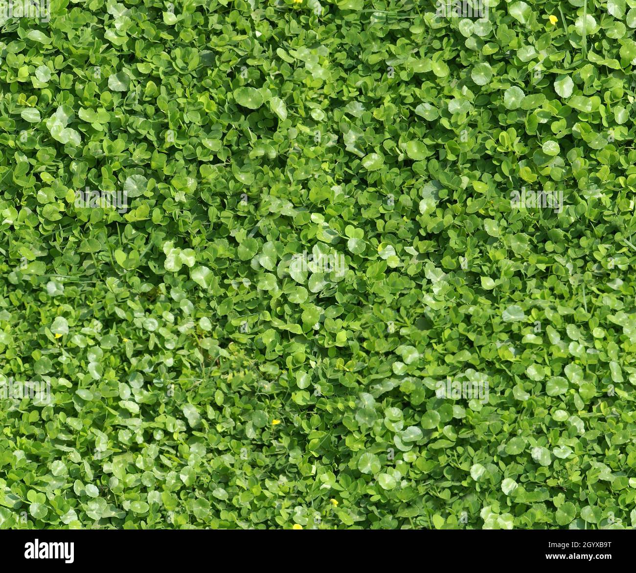 seamless texture background for design Stock Photo - Alamy