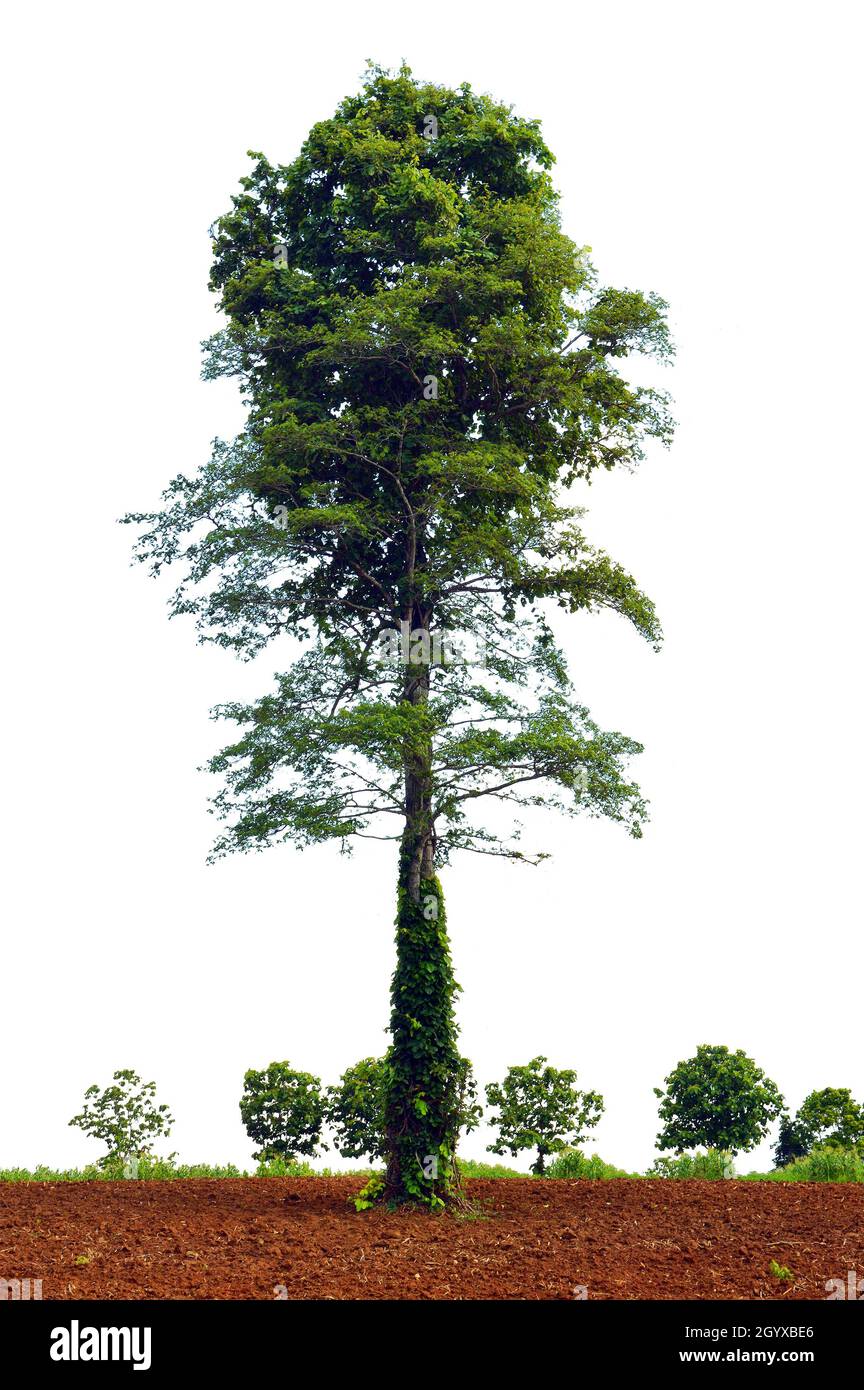 tree isolated on white Stock Photo - Alamy