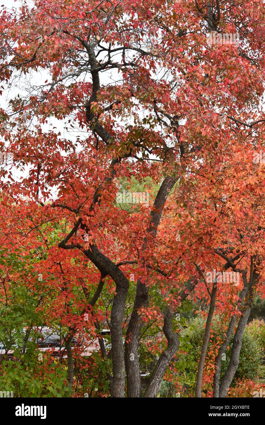 Beautiful red leafed trees showing their stunning color in fall in ...