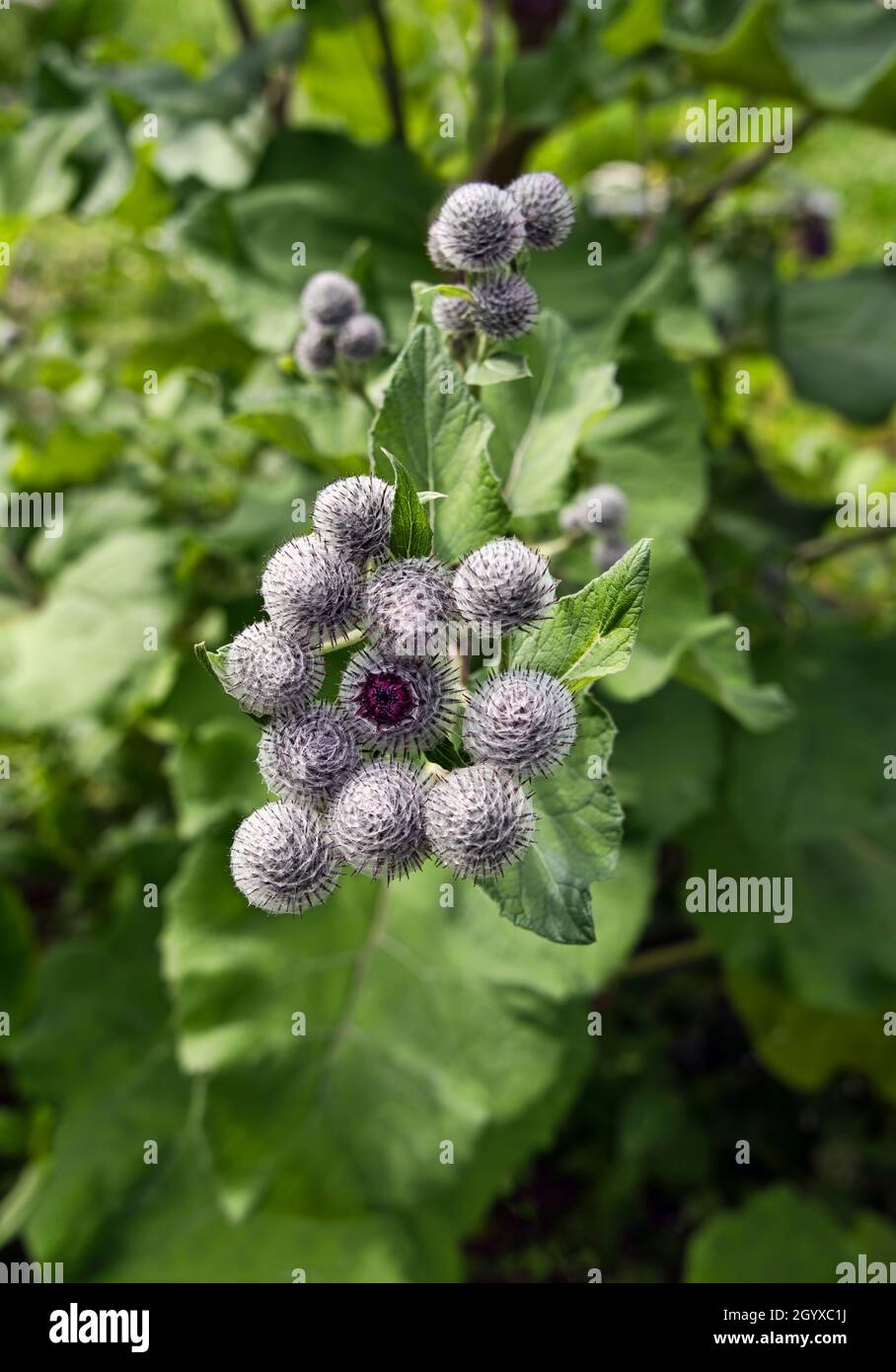 Burdock flowers growing in a garden in summer Stock Photo - Alamy