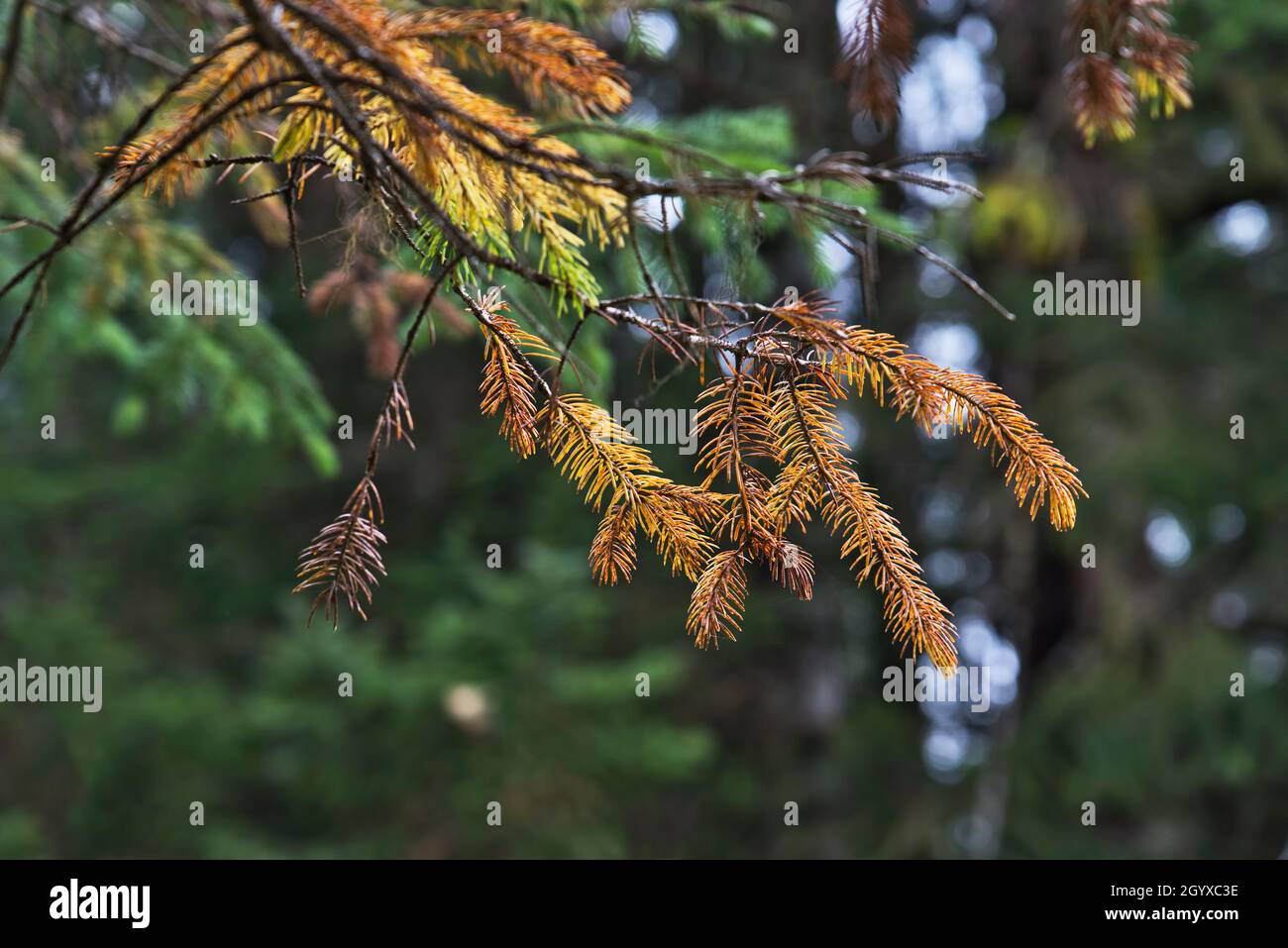 Dead tree branches due to attack by the blackheaded budworm in ...