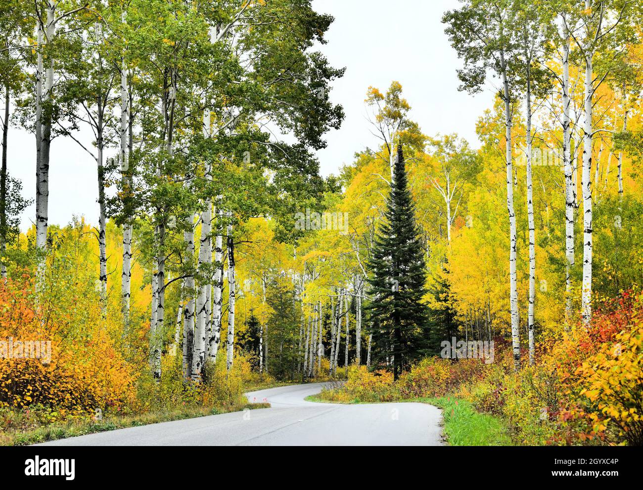 Canadian fall season with beautiful colored trees hi-res stock ...