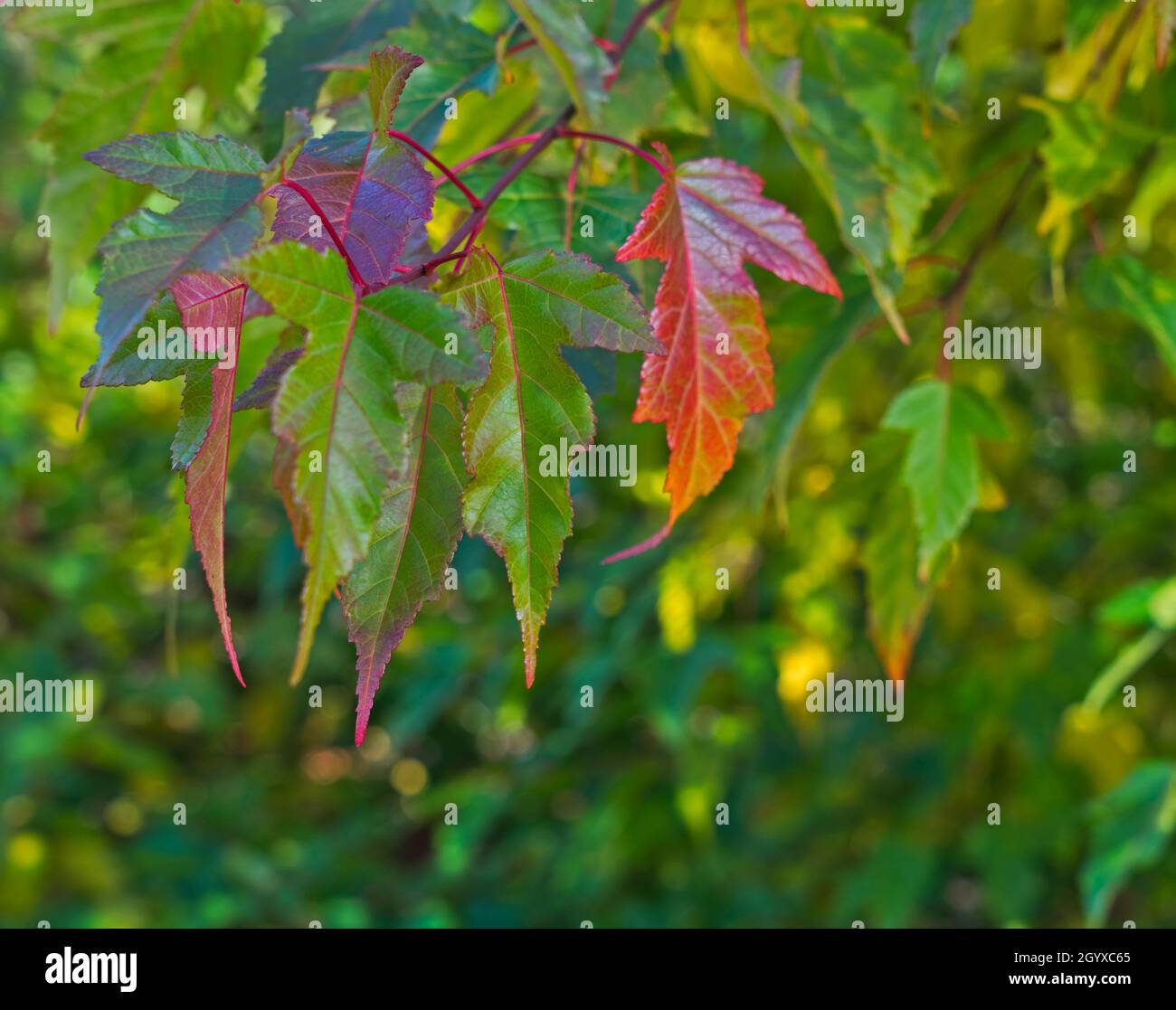 Turning colors hi-res stock photography and images - Alamy