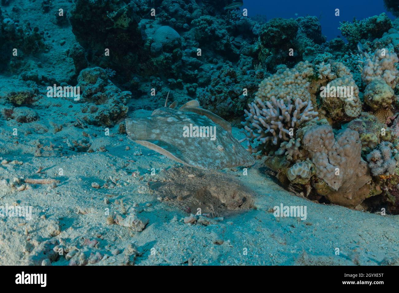 Torpedo sinuspersici On the seabed in the Red Sea, Israel Stock Photo ...