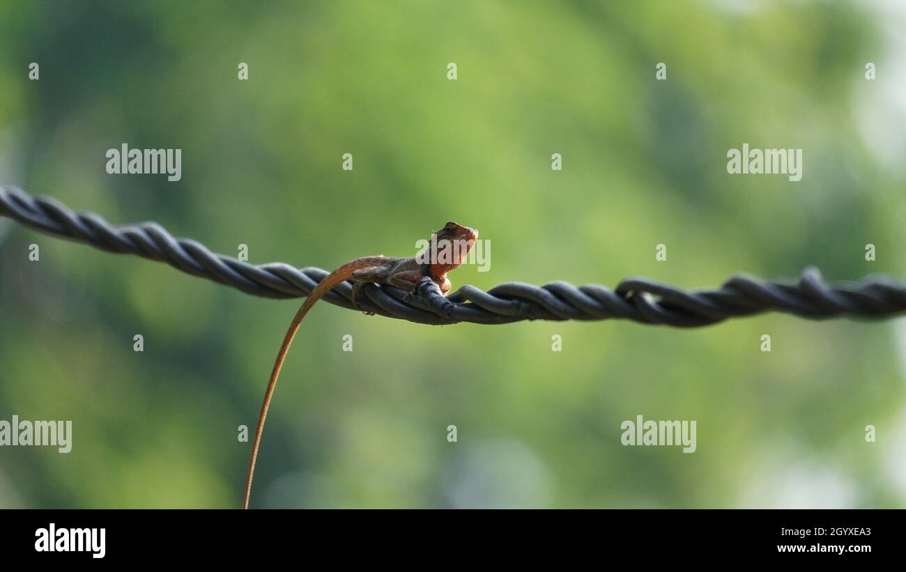 A lizard at power line Stock Photo - Alamy