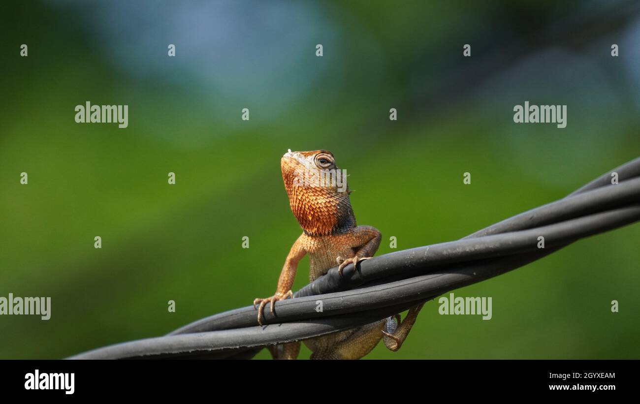 A lizard at power line Stock Photo - Alamy