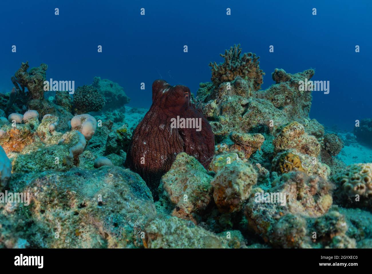 Octopus king of camouflage in the Red Sea, Eilat Israel Stock Photo - Alamy