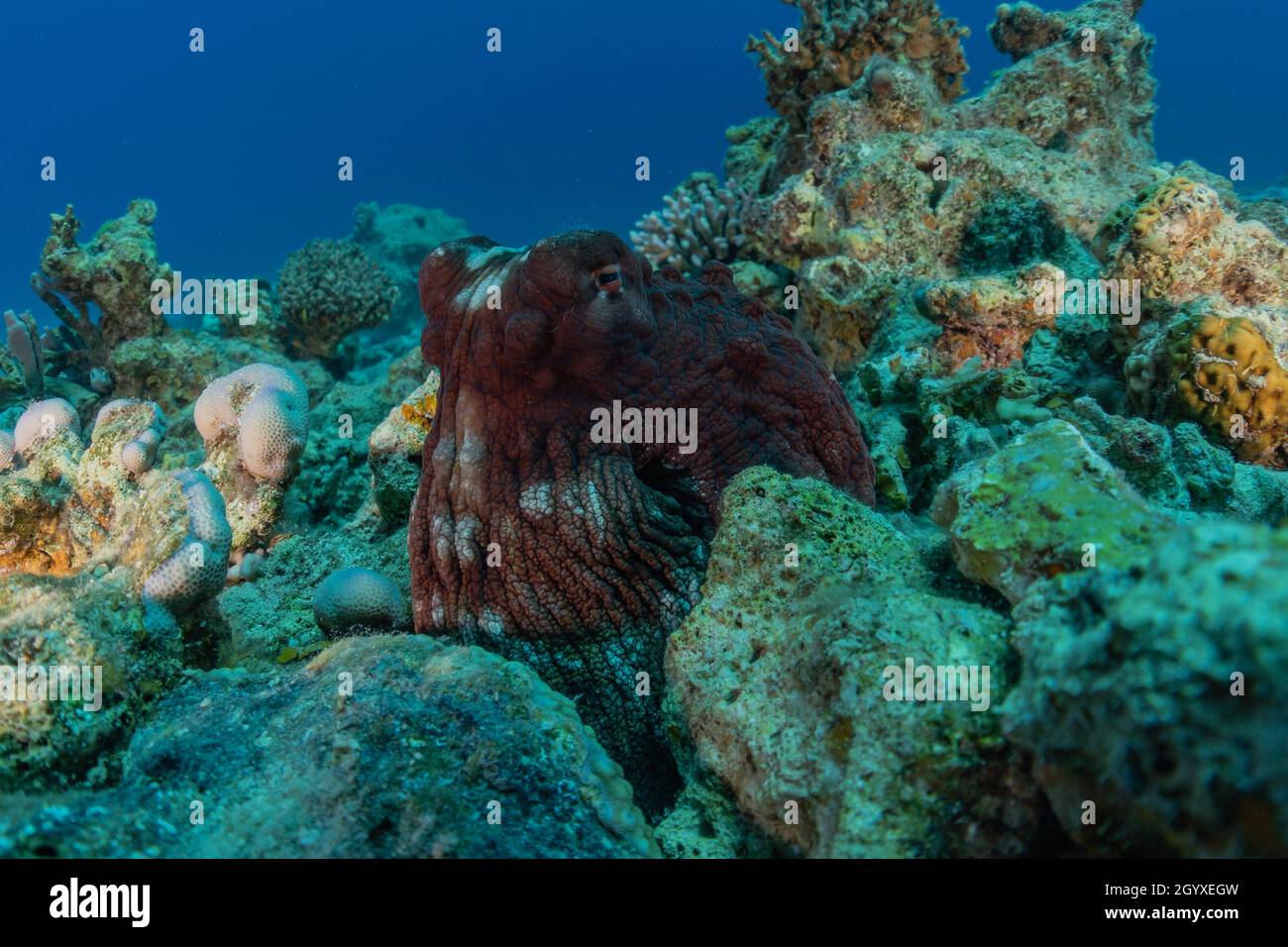 Octopus king of camouflage in the Red Sea, Eilat Israel Stock Photo - Alamy