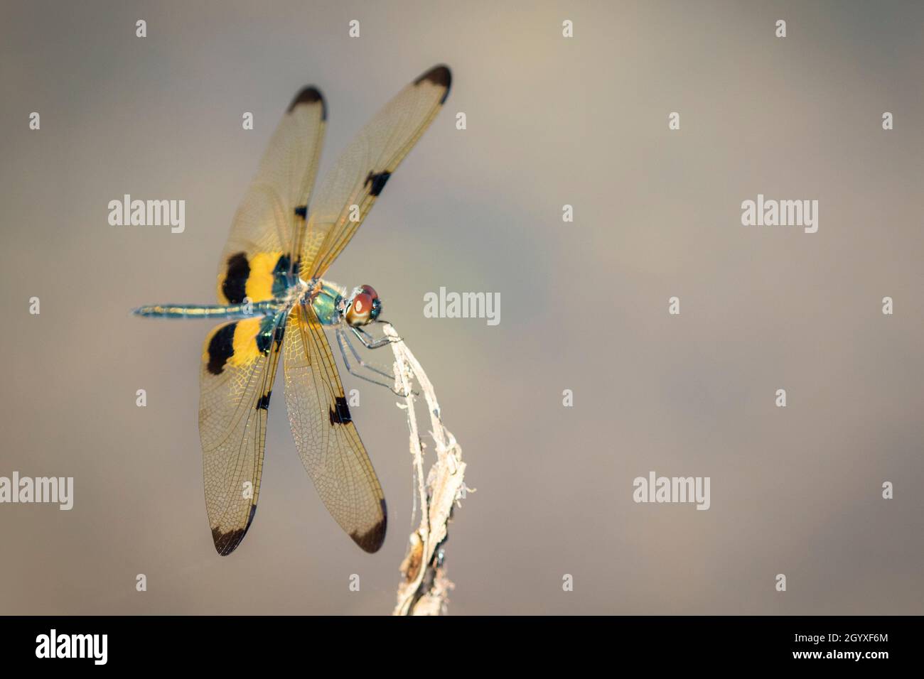 Image of Variegated Flutterer Dragonfly (Rhyothemis variegata) on ...