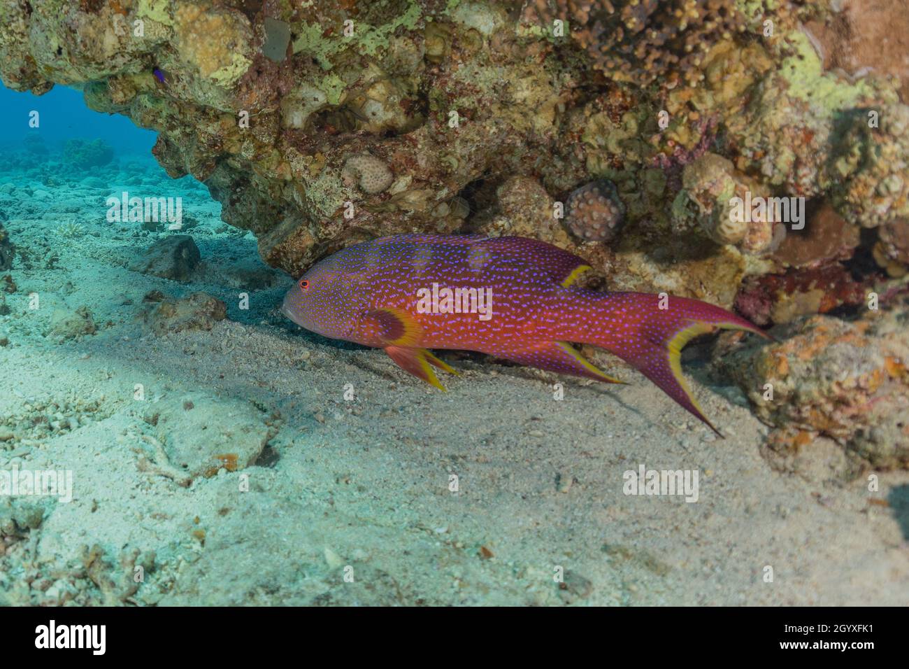 Fish swim in the Red Sea, colorful fish, Eilat Israel Stock Photo - Alamy