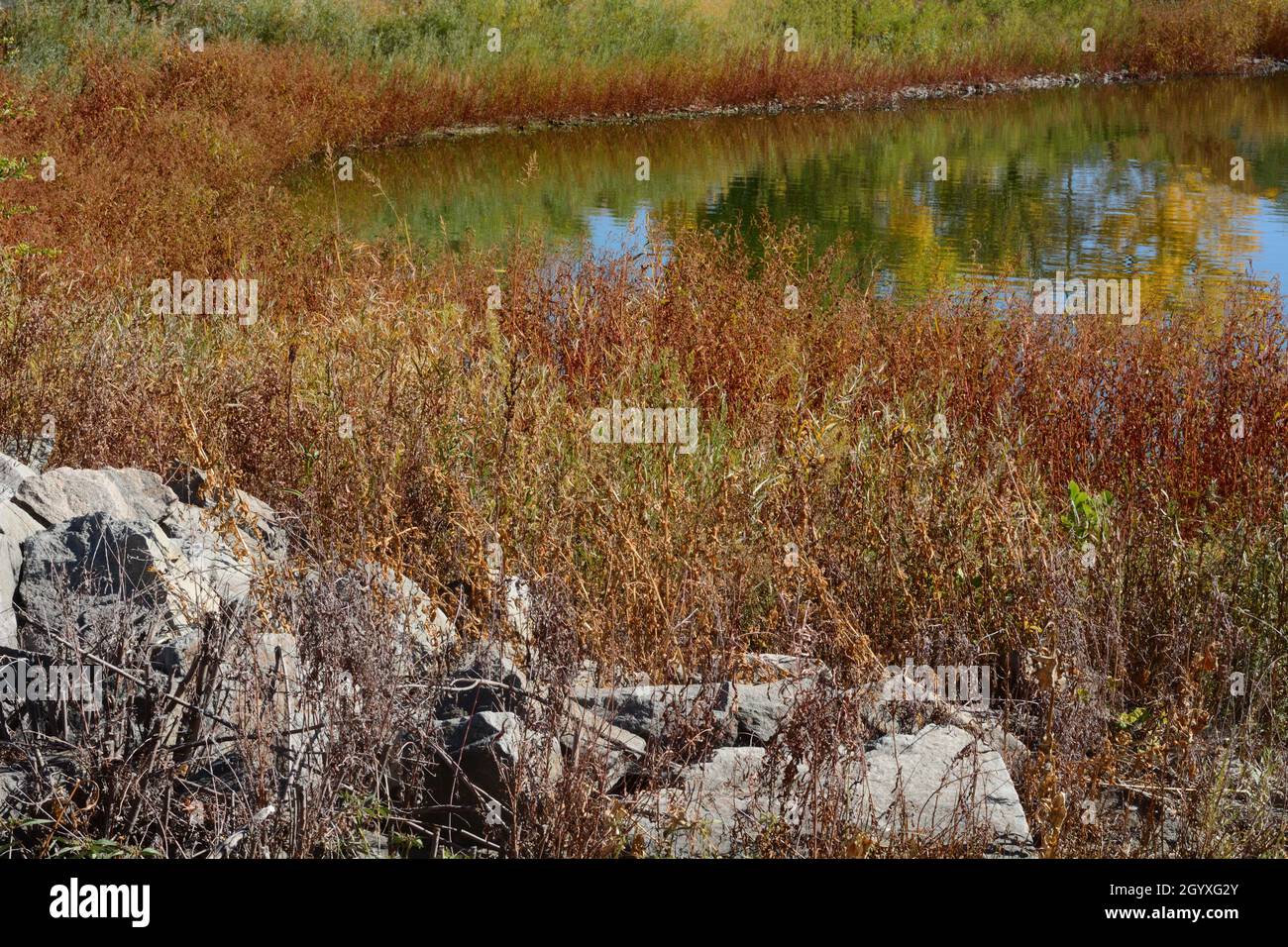 Autumn Colorado lake landscape with golden and red wild grasses at lake ...