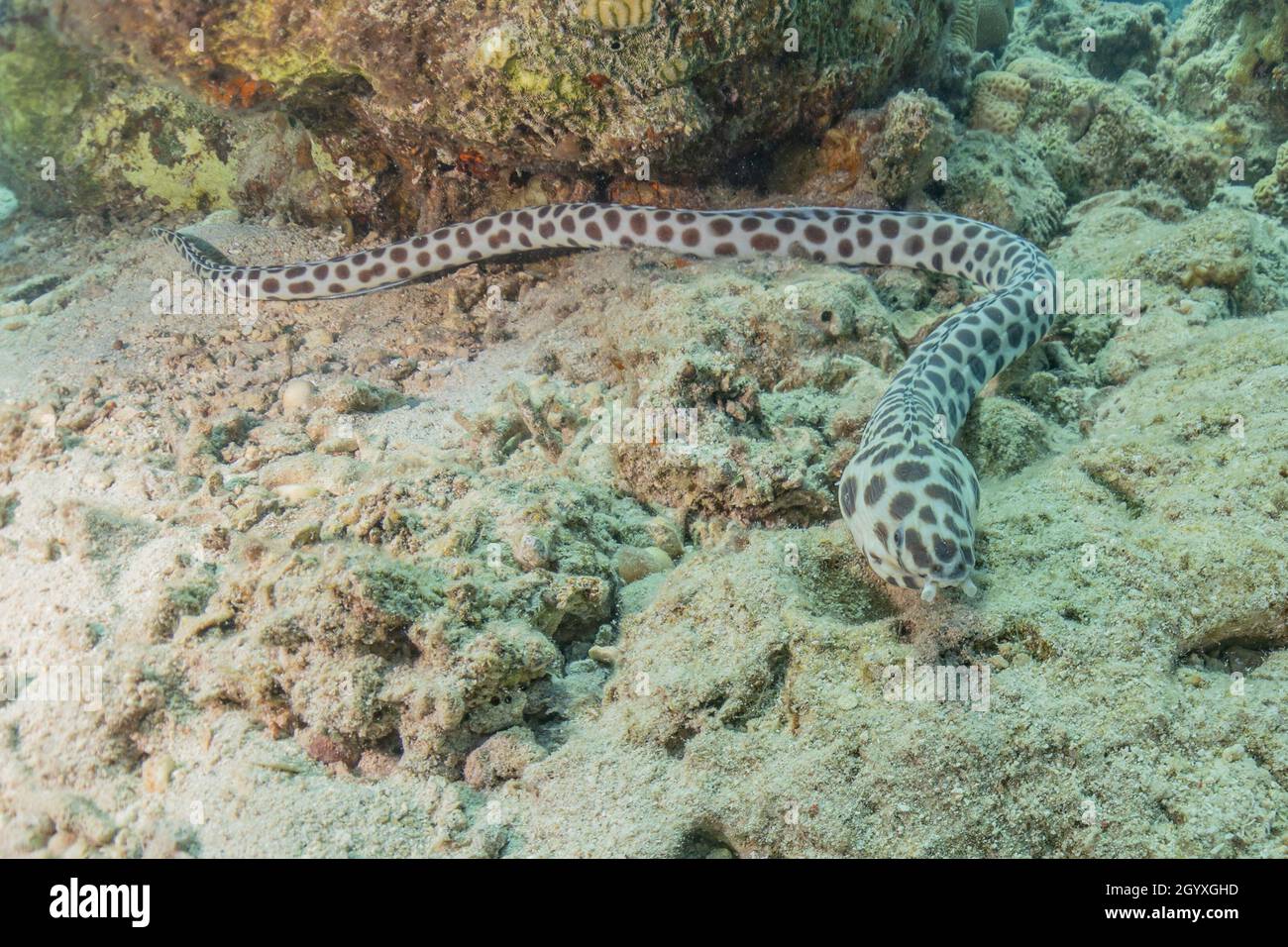 Tiger Snake Eel in the Red Sea Colorful and beautiful, Eilat Israel ...