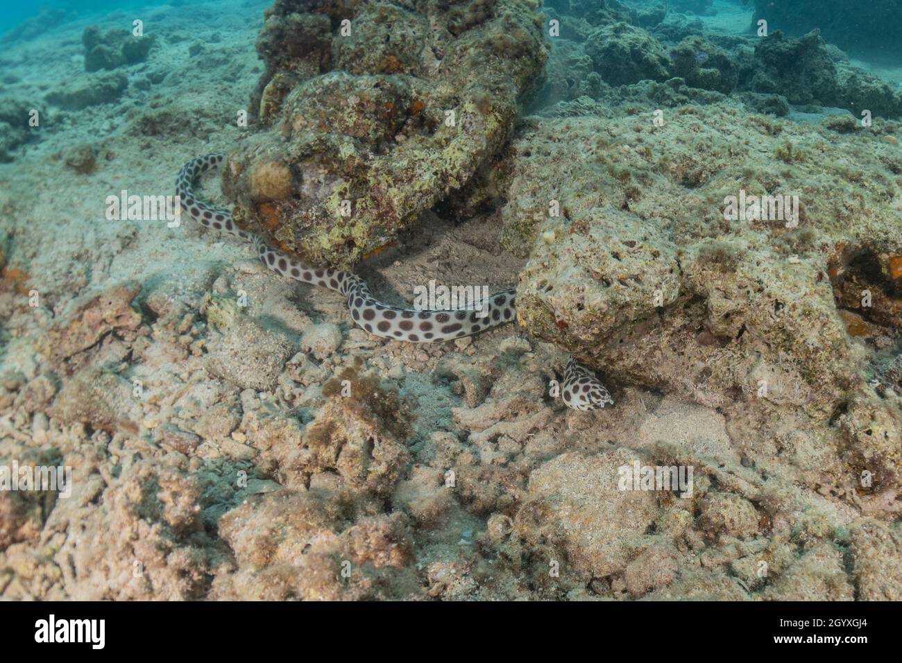 Tiger Snake Eel in the Red Sea Colorful and beautiful, Eilat Israel ...
