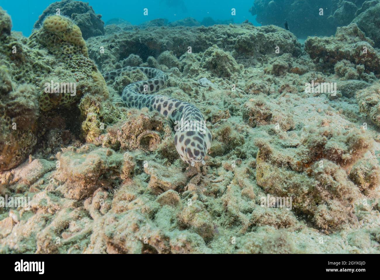 Tiger Snake Eel in the Red Sea Colorful and beautiful, Eilat Israel ...