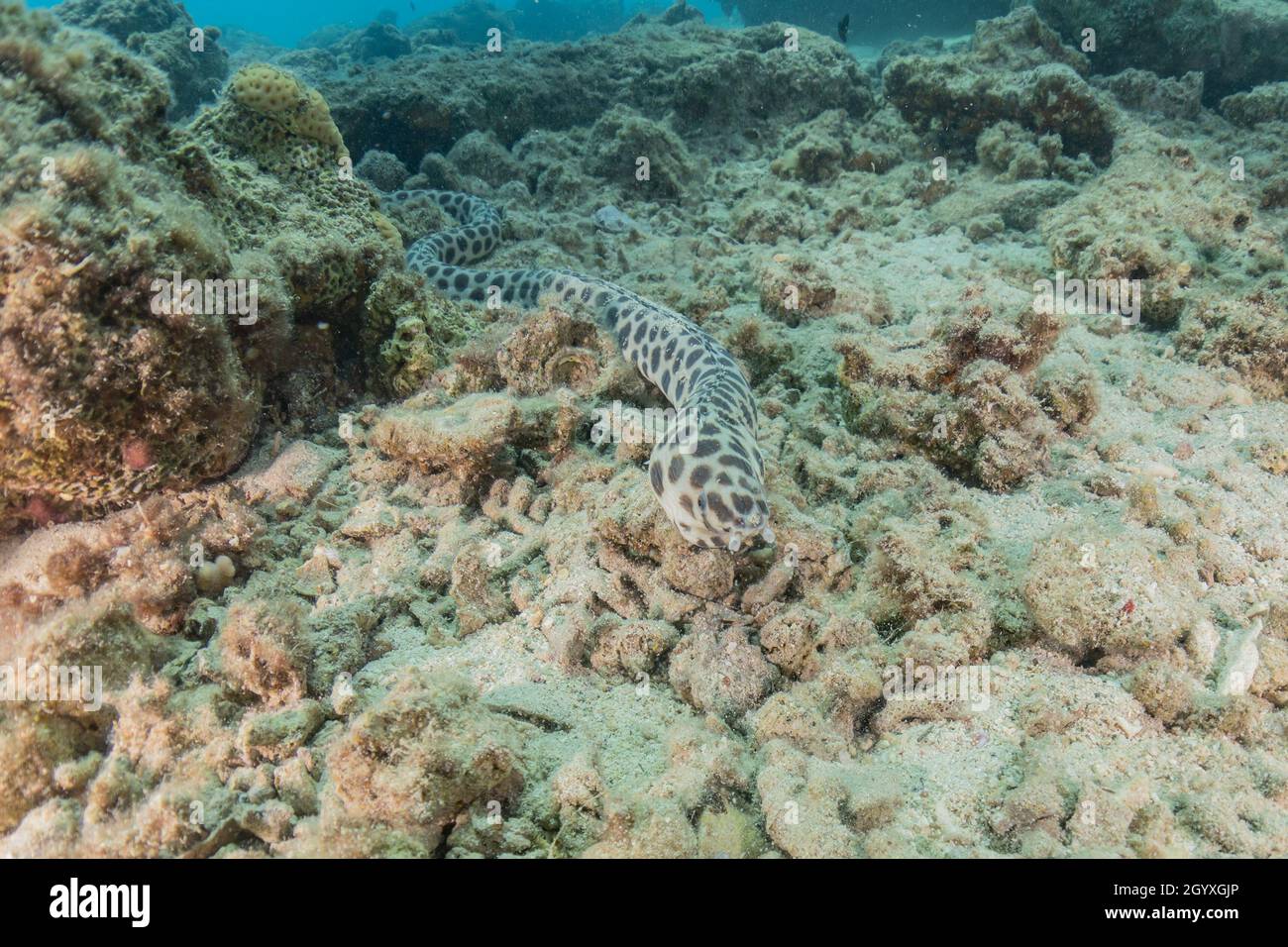 Tiger Snake Eel in the Red Sea Colorful and beautiful, Eilat Israel ...