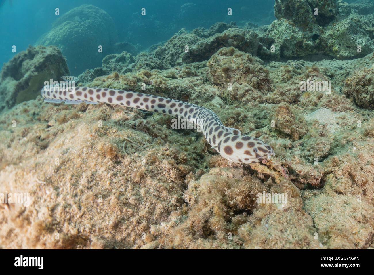 Tiger Snake Eel in the Red Sea Colorful and beautiful, Eilat Israel ...