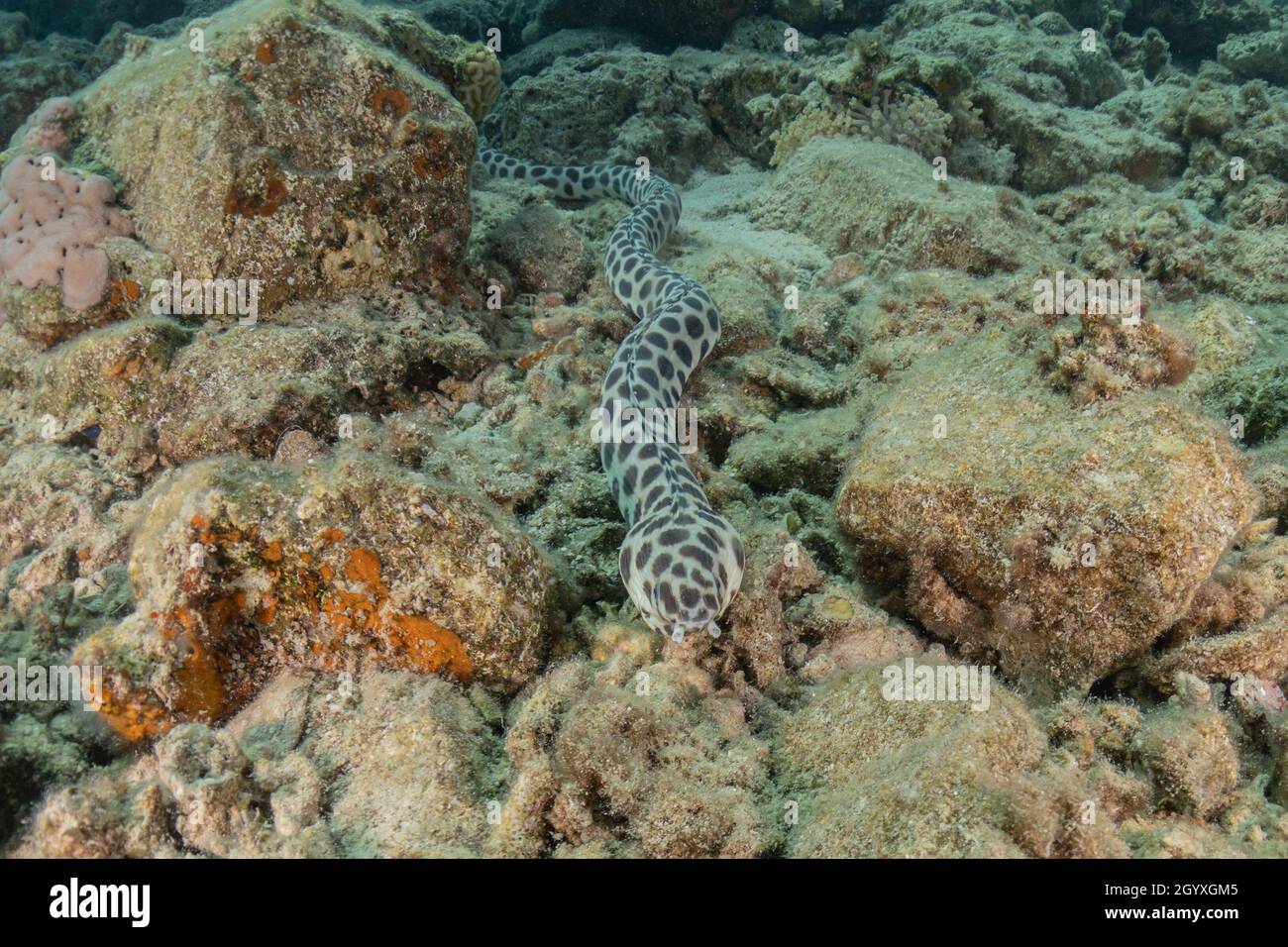 Tiger Snake Eel in the Red Sea Colorful and beautiful, Eilat Israel ...