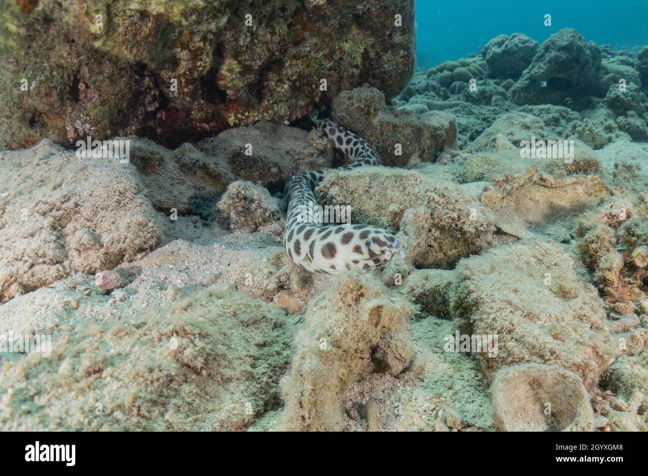 Tiger Snake Eel in the Red Sea Colorful and beautiful, Eilat Israel ...