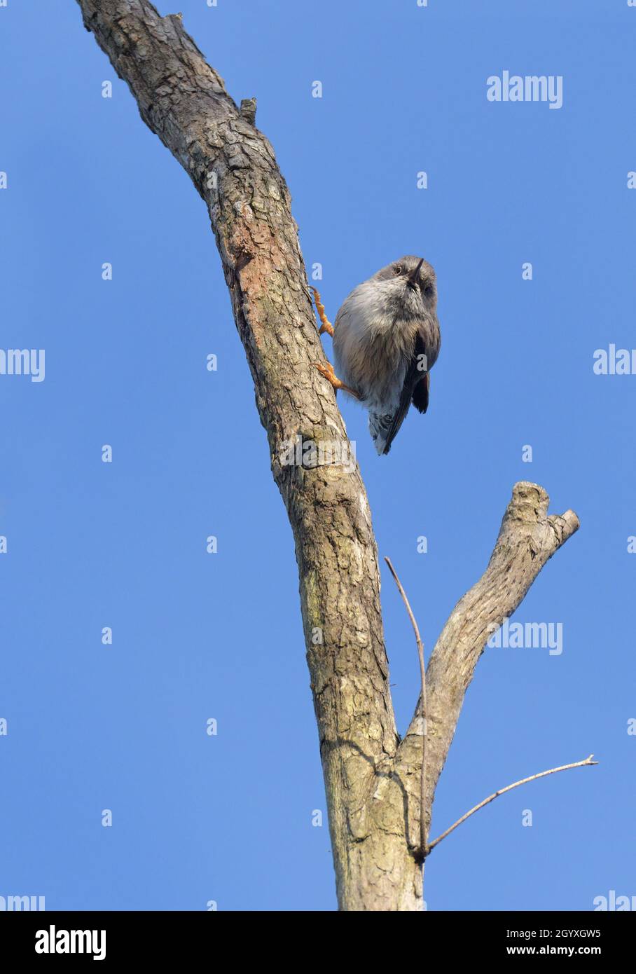 Varied Sittella (Daphoenositta chrysoptera), or orange-winged sittella ...