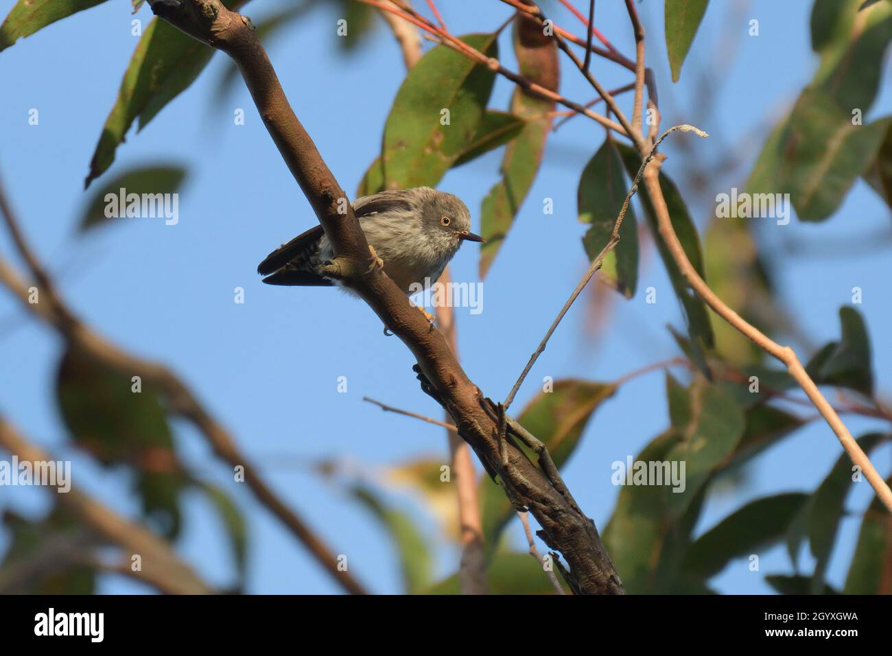 Varied Sittella (Daphoenositta chrysoptera), or orange-winged sittella ...