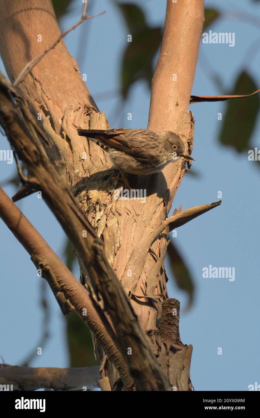 Varied Sittella (Daphoenositta chrysoptera), or orange-winged sittella ...
