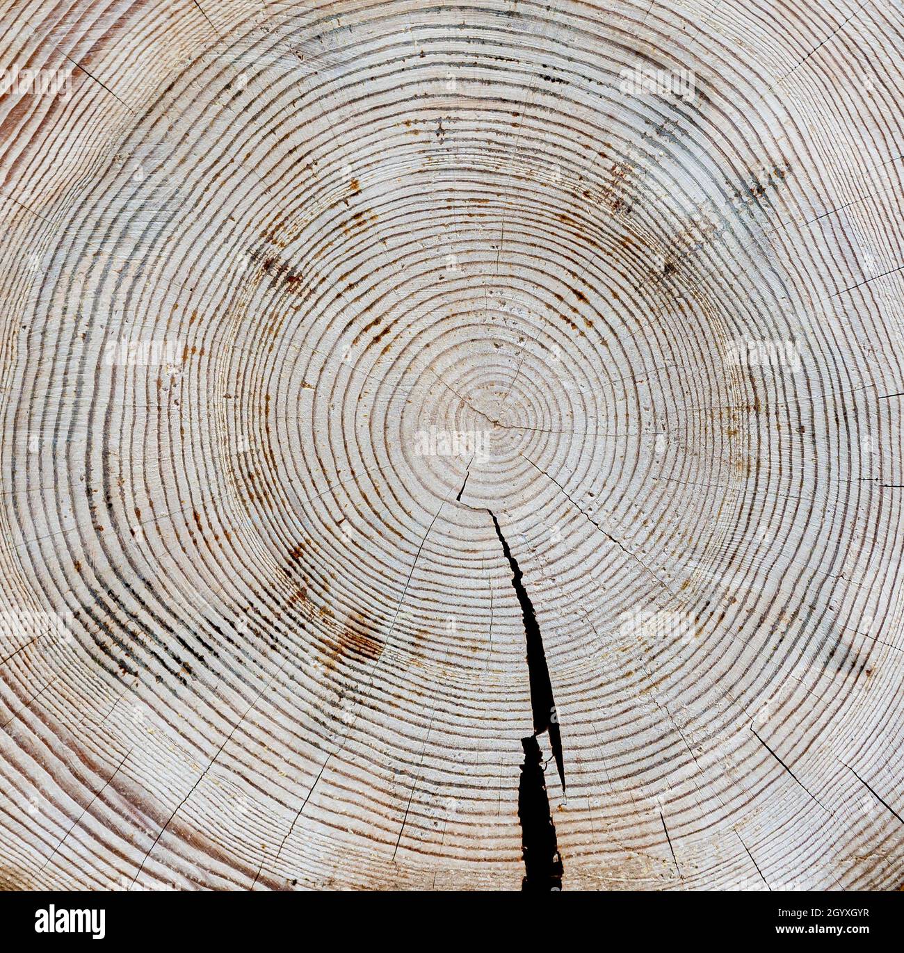 Cross section of the tree colored Stock Photo - Alamy