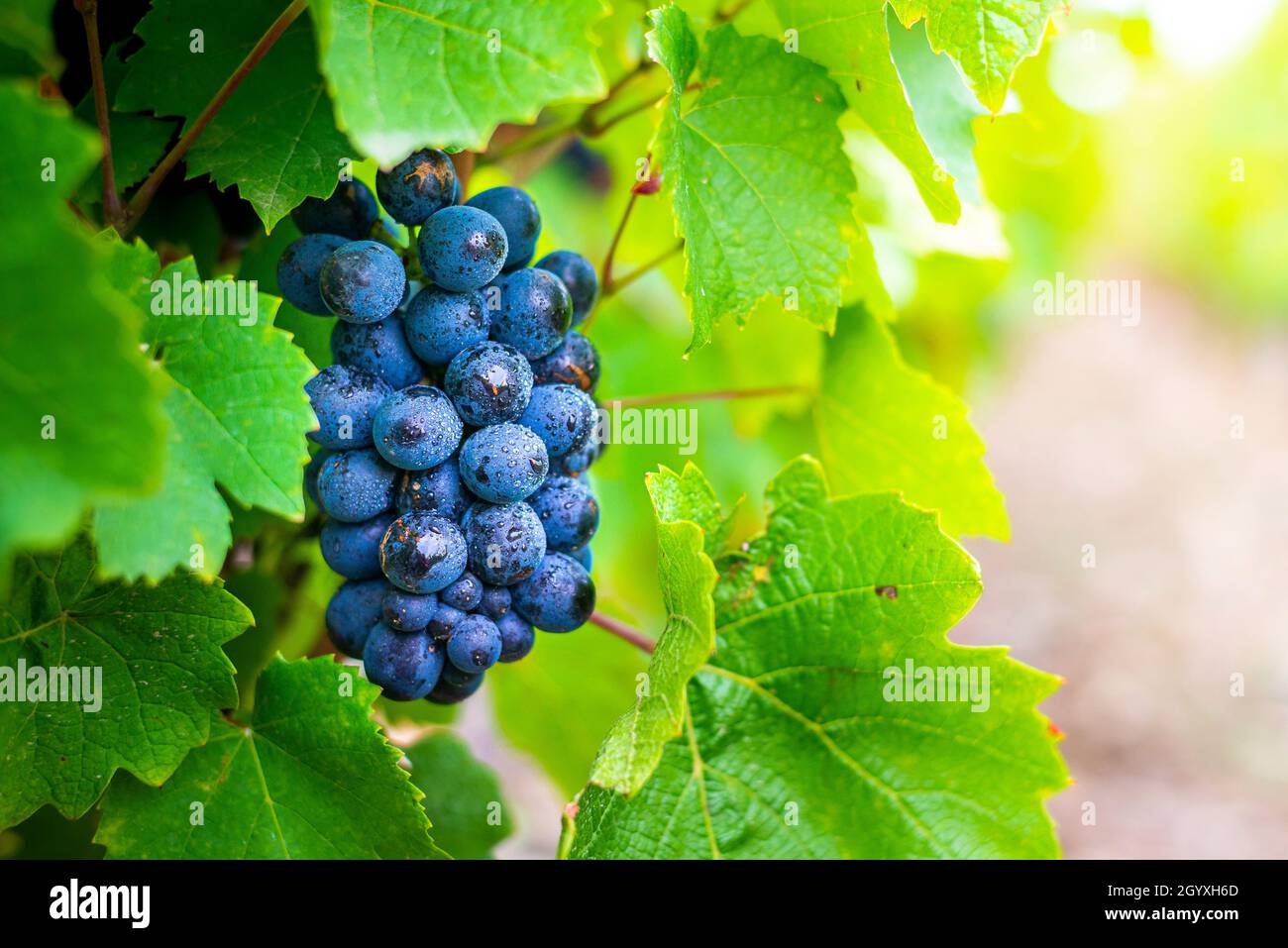 Grape vine wine village vines grape leaves vineyards red wine hi-res ...