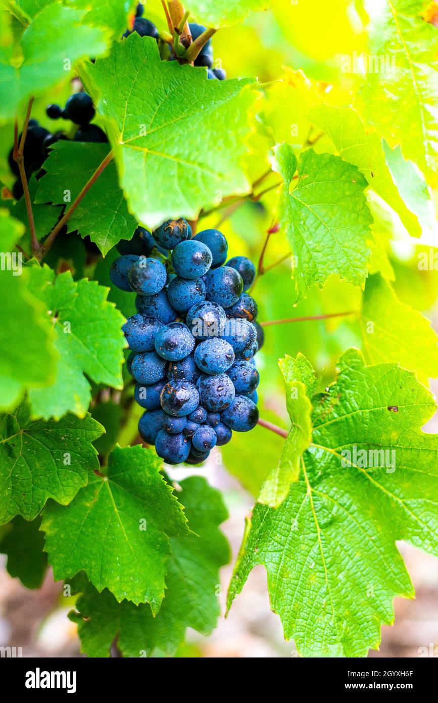 Gamay hi-res stock photography and images - Alamy