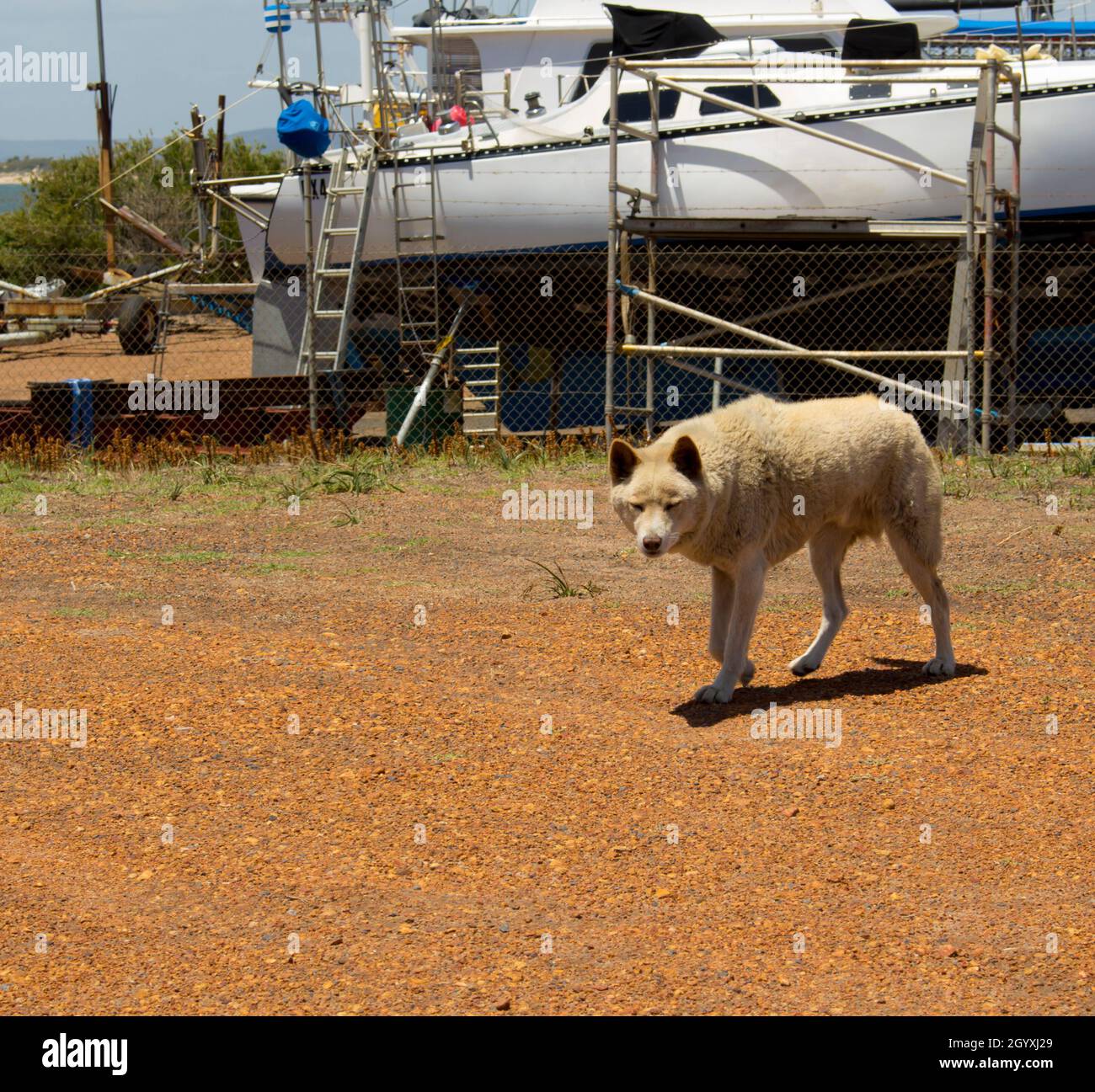 A lovely tame tan coated dingo, native dog animal of Australia, has ...