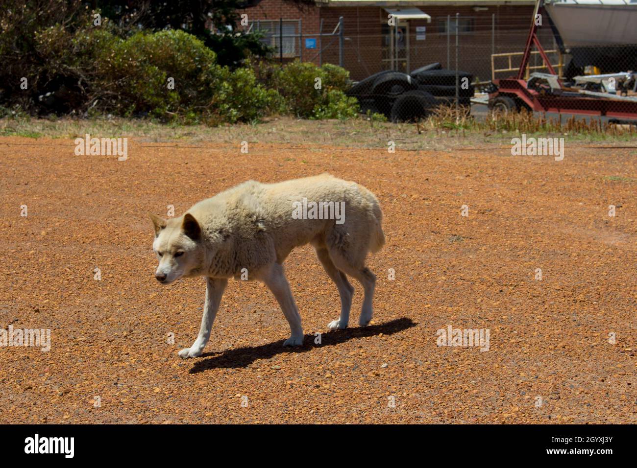 Dingo pack hi-res stock photography and images - Alamy