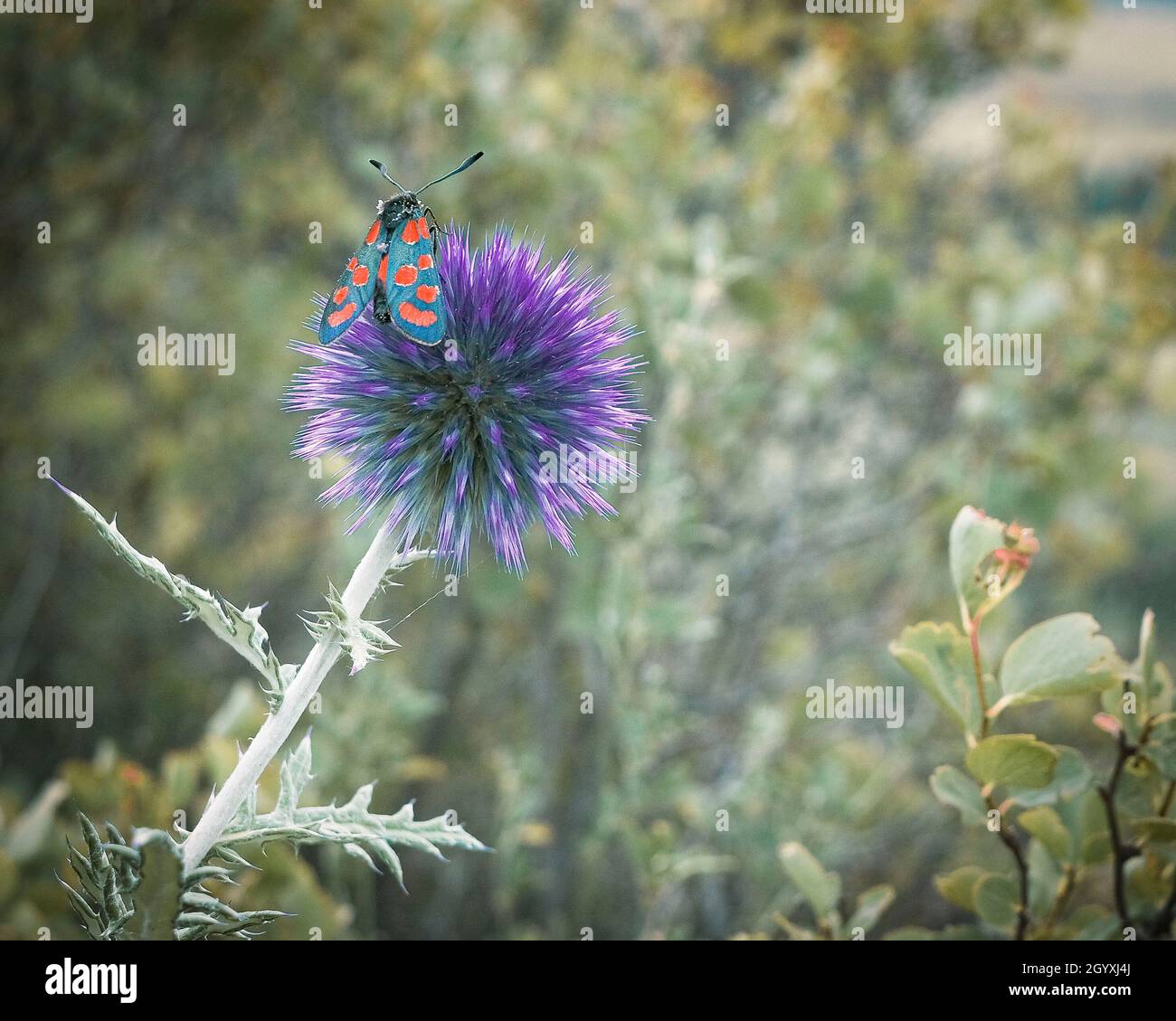 purple flower of Echinops with butterfly Stock Photo - Alamy