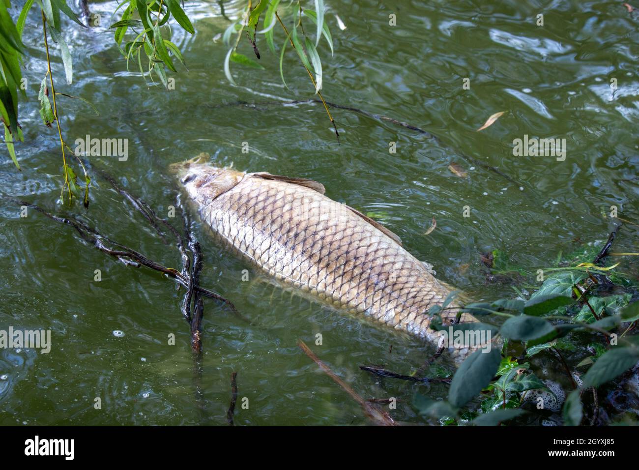 Stanley park ecology society hi-res stock photography and images - Alamy