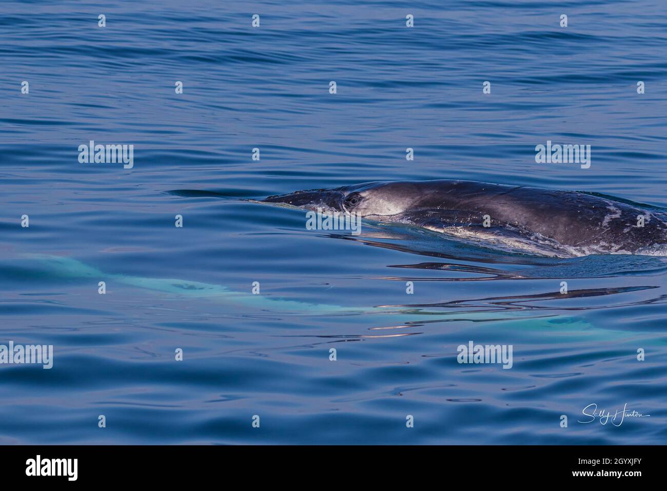 Lolling hi-res stock photography and images - Alamy