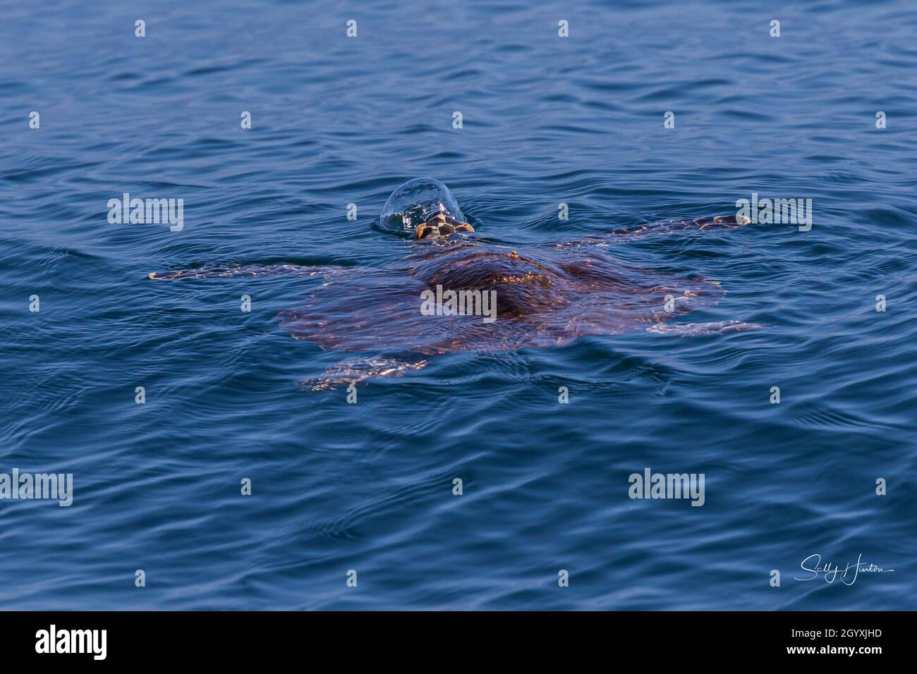 Hawksbill turtle floating on top of the ocean Stock Photo - Alamy