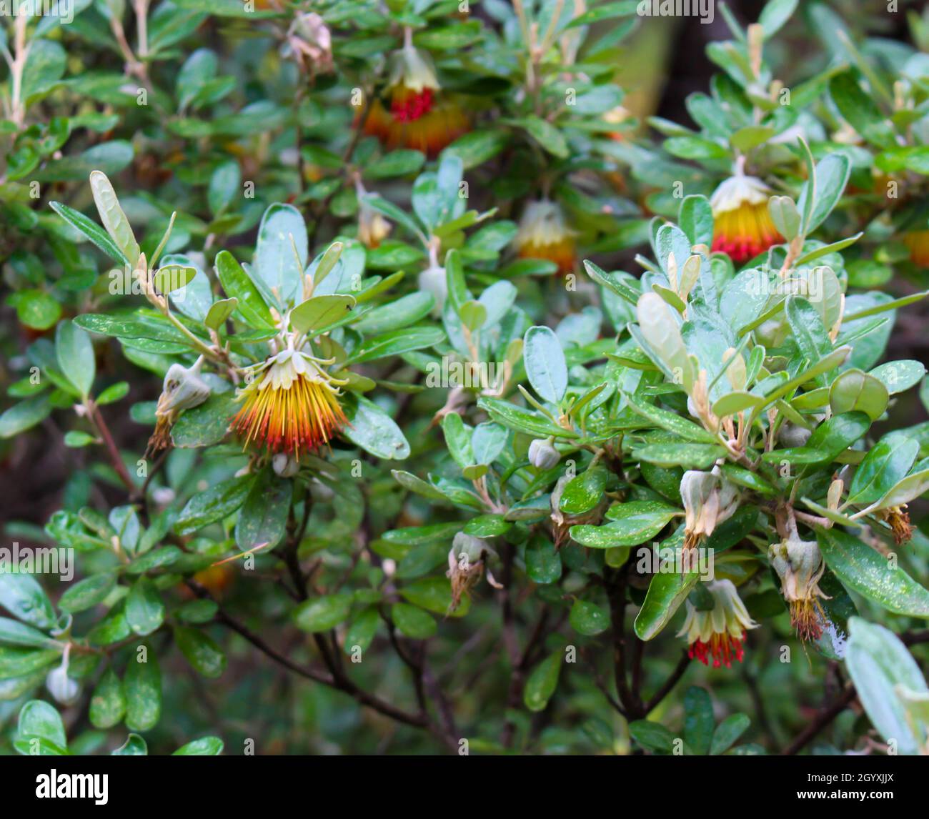 Dainty orange bell shaped flowers of West Australian wild flower ...