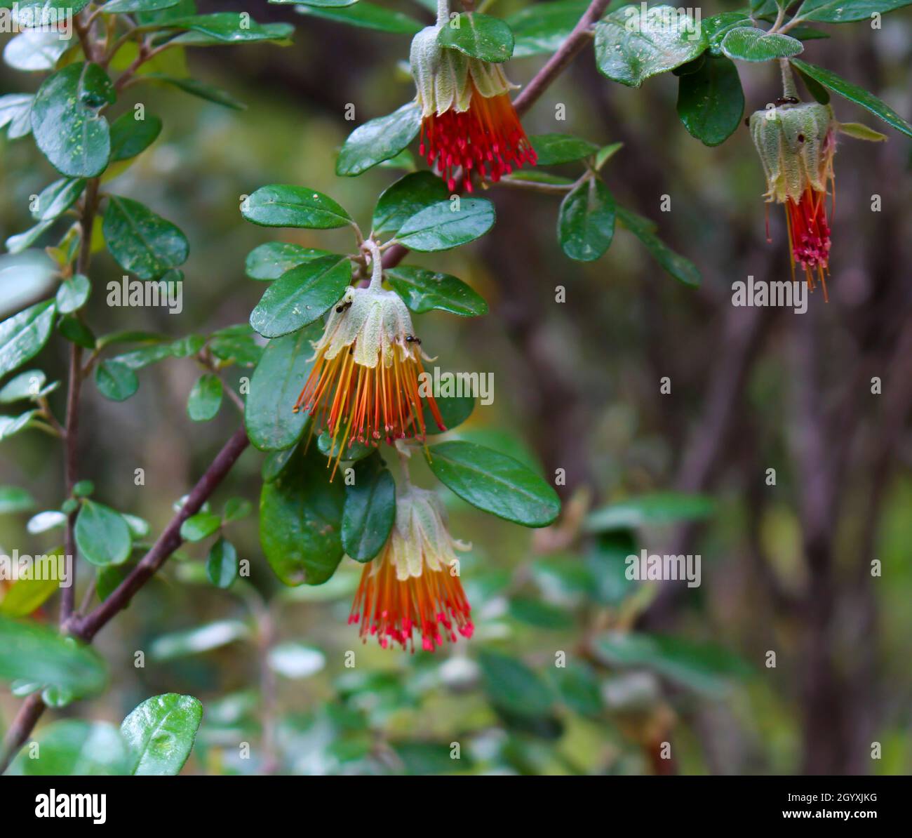Dainty orange bell shaped flowers of West Australian wild flower ...