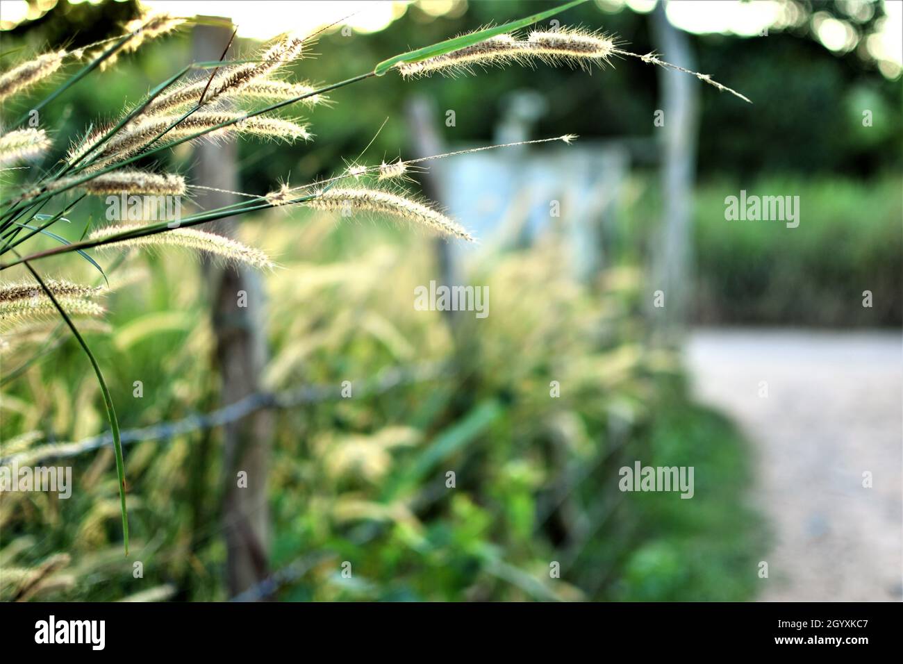 Wild grass flowers grow on a fenced land by the side of a road Stock ...