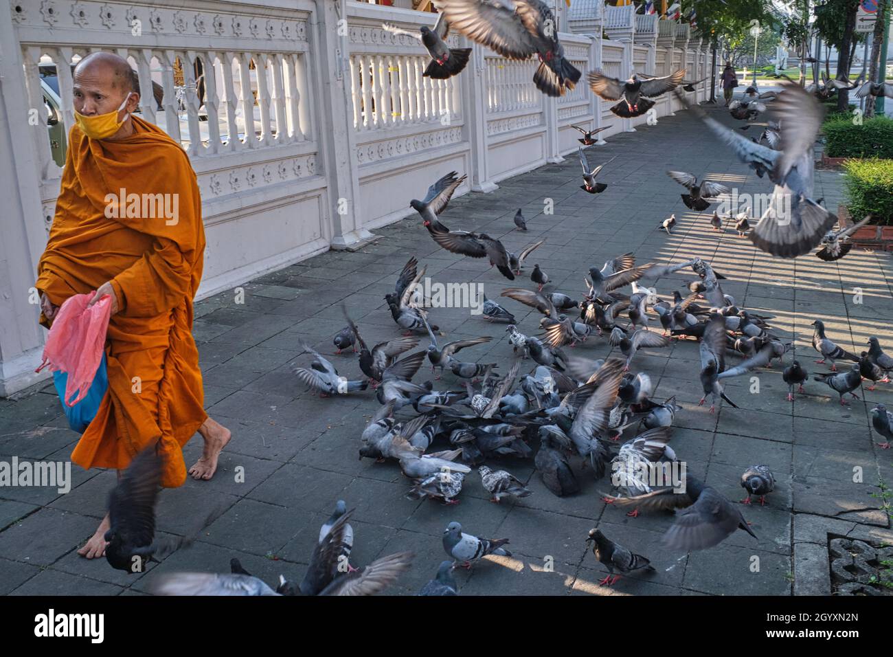 An barefoot Thai Buddhist monk walks past a startled flock of pigeons ...