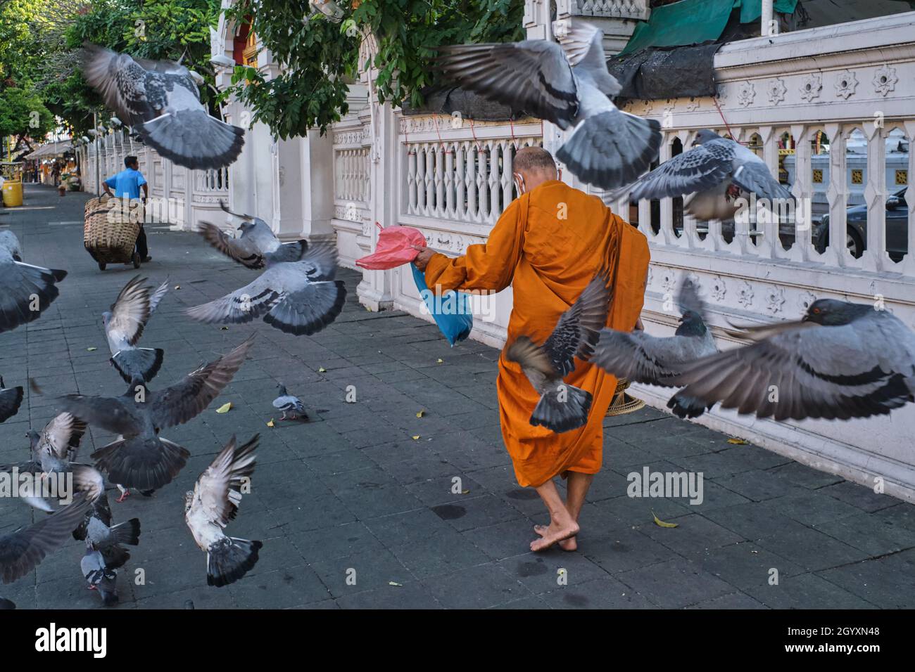 An barefoot Thai Buddhist monk walks past a startled flock of pigeons ...