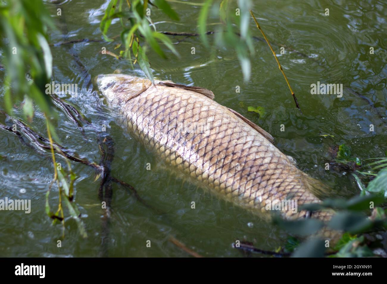 One dosens dead fish common hi-res stock photography and images - Alamy