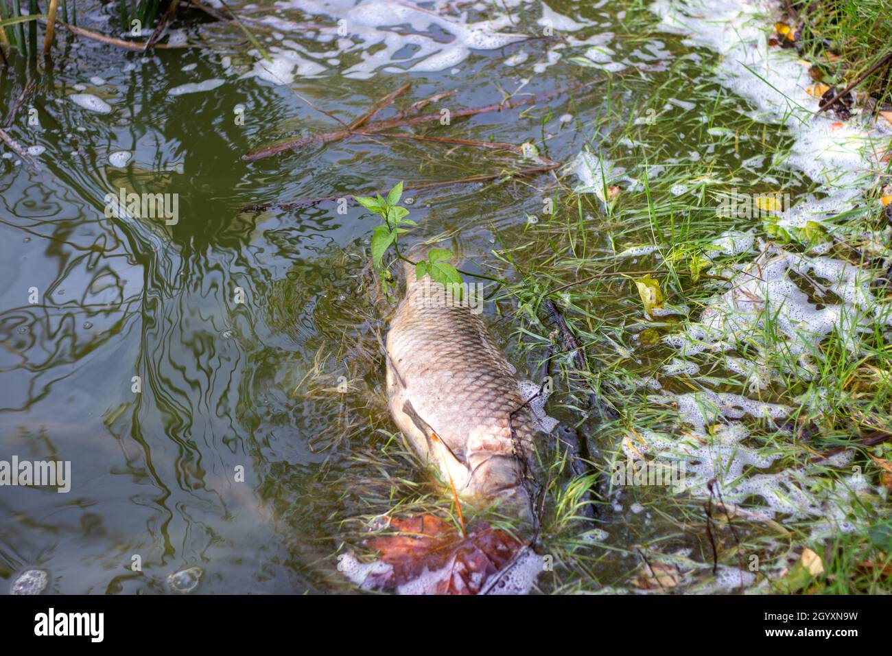 One dosens dead fish common hi-res stock photography and images - Alamy