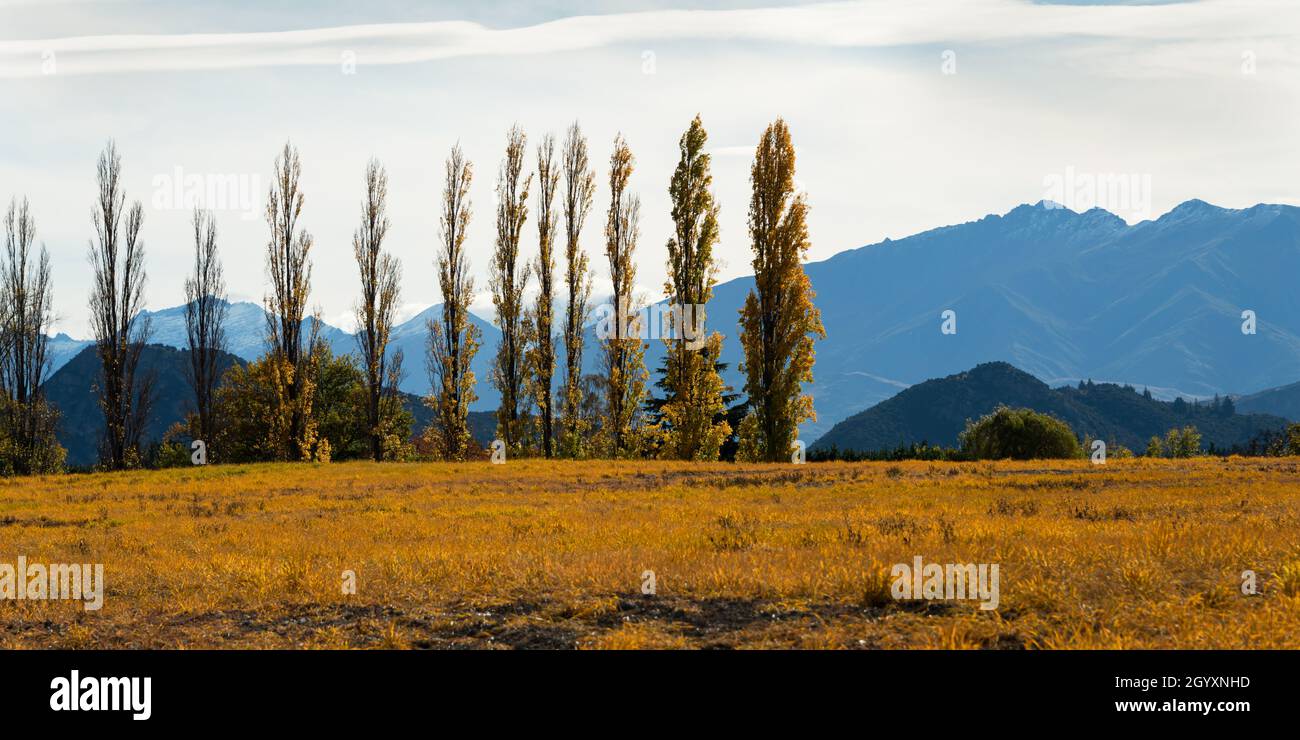 Golden autumn trees standing against the rolling hills in Canterbury ...