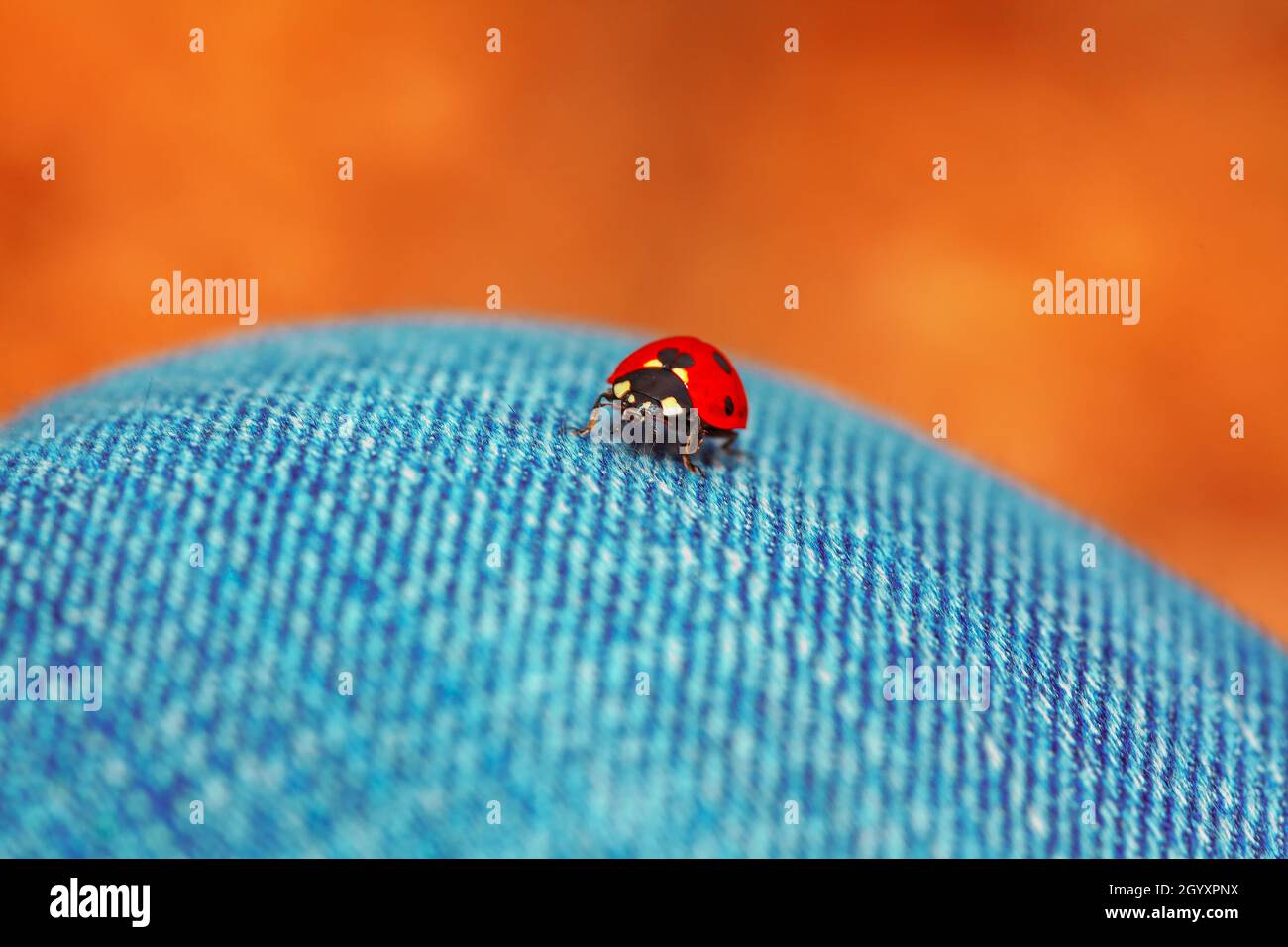 Ladybug on her foot . Frafile insect on the blue jeans Stock Photo - Alamy