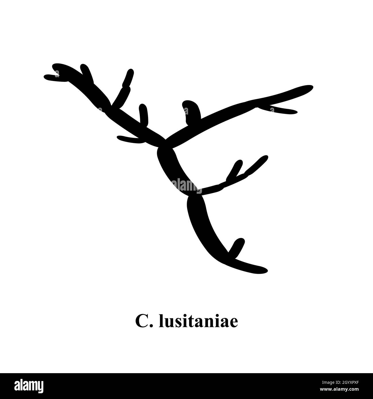 C. lusitaniae candida. Pathogenic yeast-like fungi of the Candida type ...